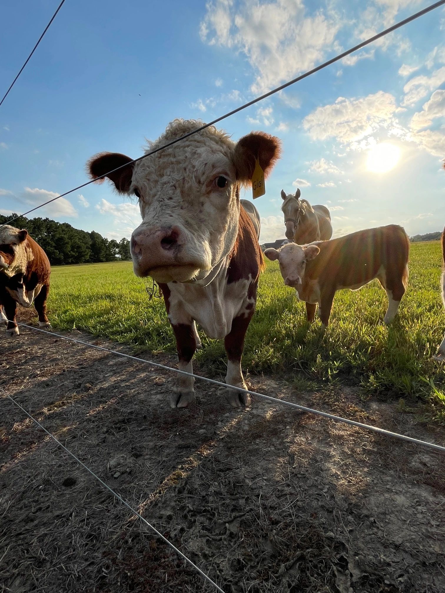 Cow Swamp Creek Farms